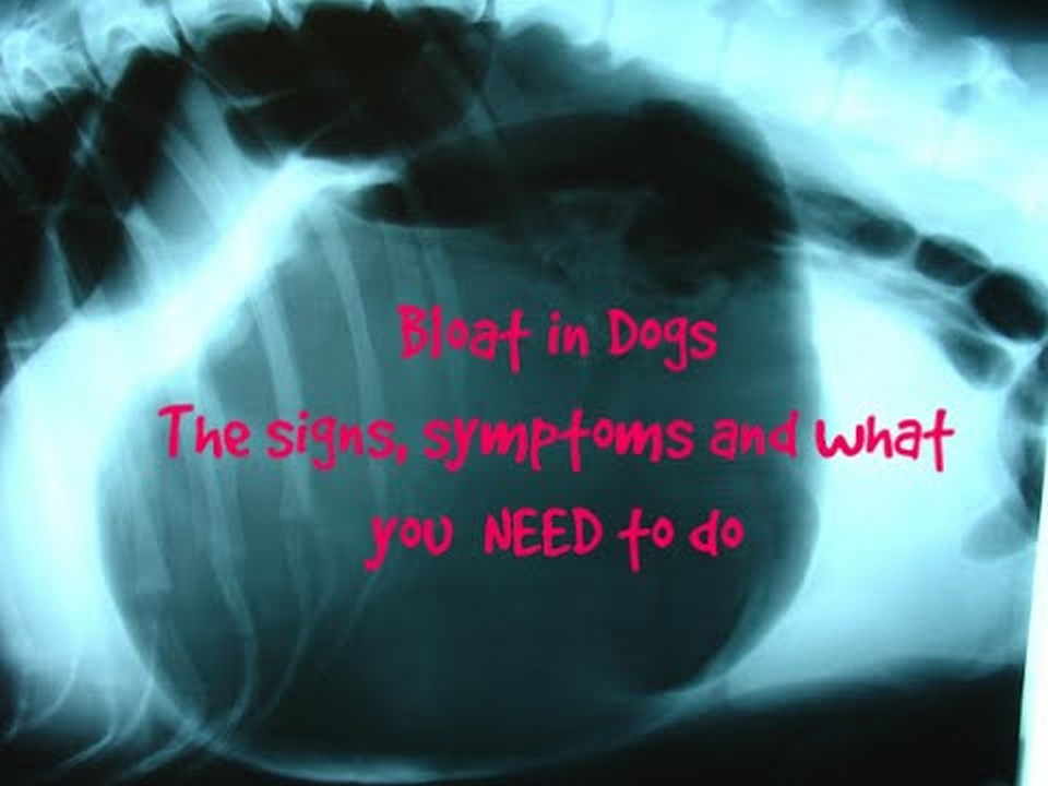 Comprender la Distensión Estomacal Canina: Causas y síntomas