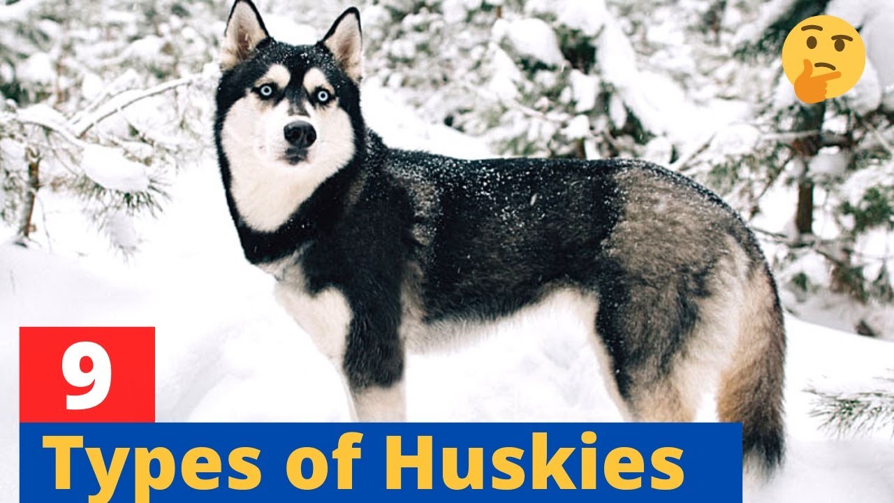 Comparación de las mejores razas de huskies: ¿Cuál es la mejor?