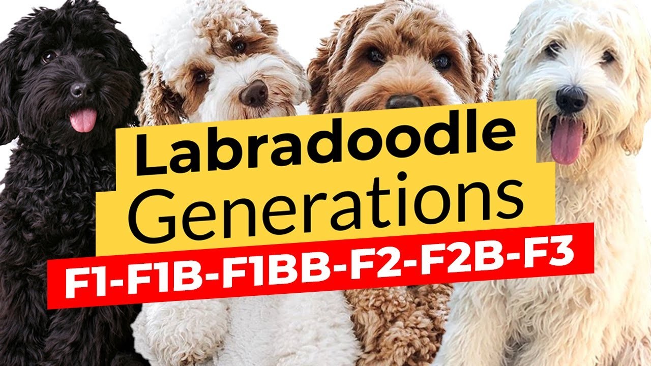 Understanding the Distinction Between F1 and F2 Labradoodles
