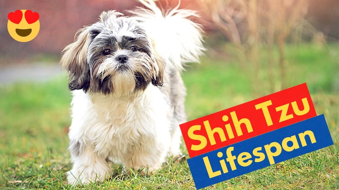 Quand un Shih Tzu atteint-il la maturité