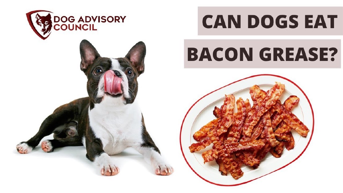 ¿Es peligroso que los perros coman grasa?