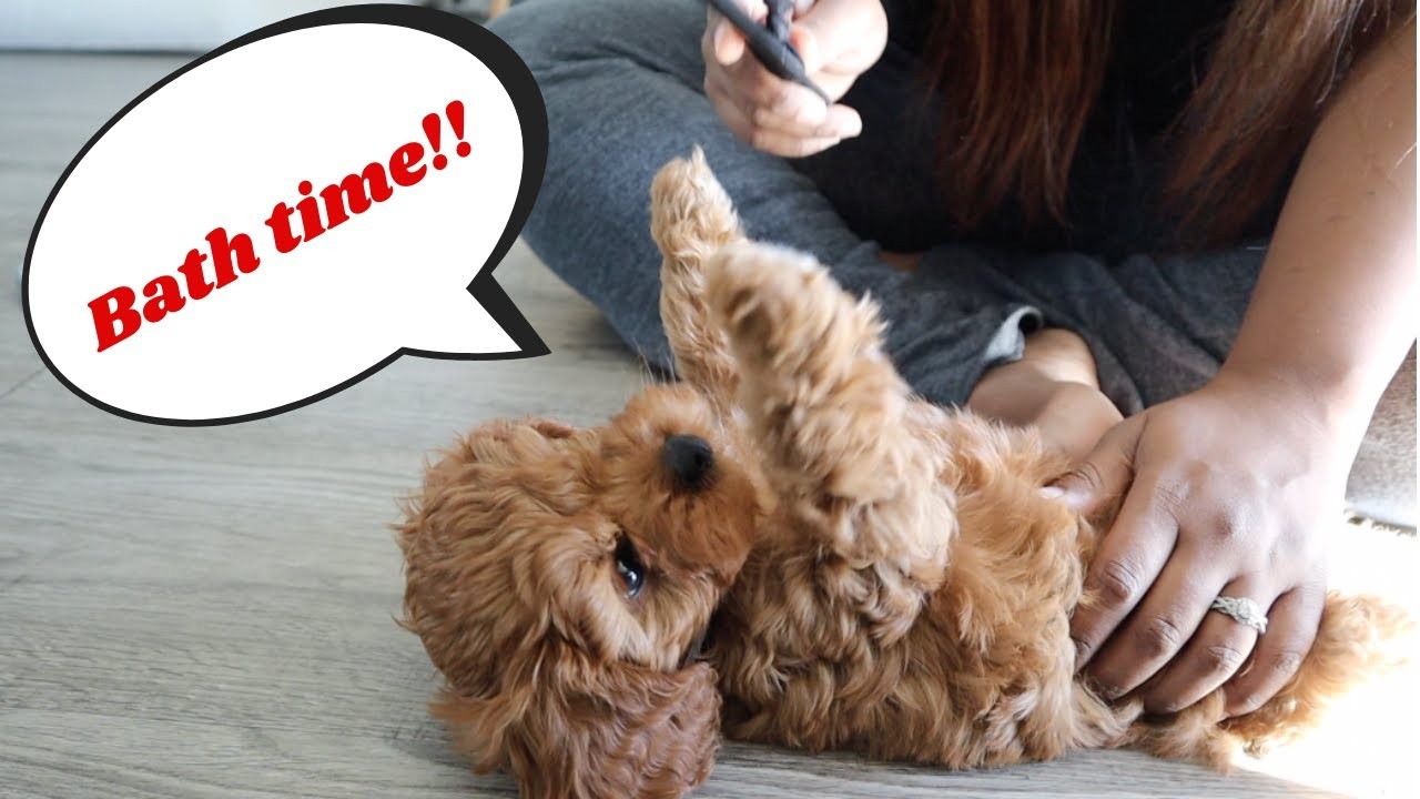 How often should you bathe a cavapoo?