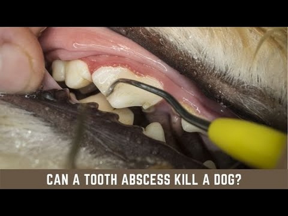 Can an abscess be fatal for a dog?