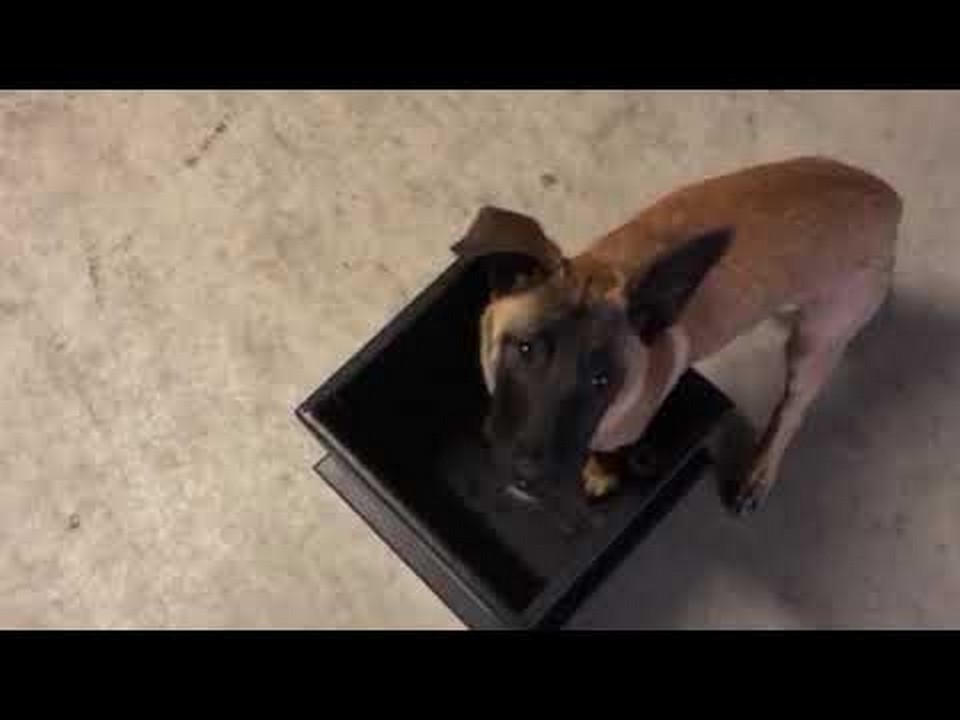 Discover the Benefits of Box Feeding Dog Training