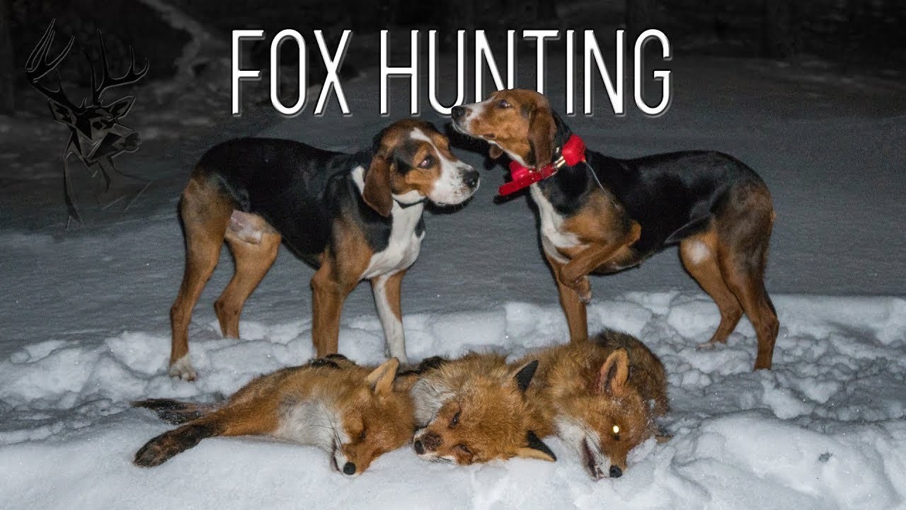 Top Dog Breeds Used for Fox Hunting