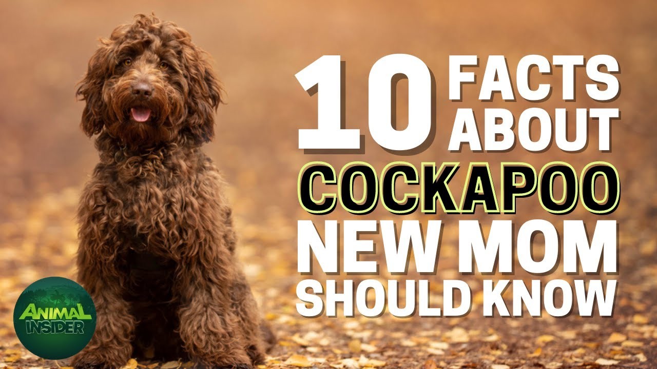 Les cockapoos sont-ils intelligents ? Découvrez l'intelligence de cette ...