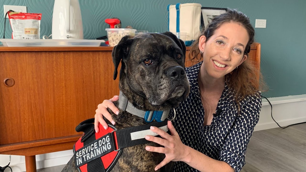 Training Older Dogs to be Service Animals: Is It Possible?