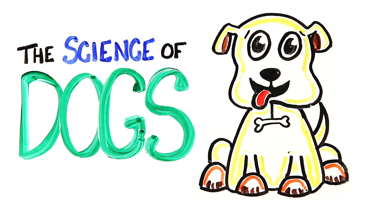 The Science Behind the Feel-Good Chemical Released When Petting a Dog