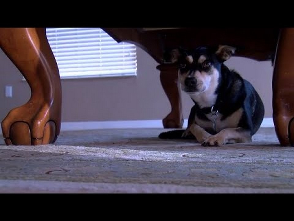 Are Dogs Able to Detect Storms?