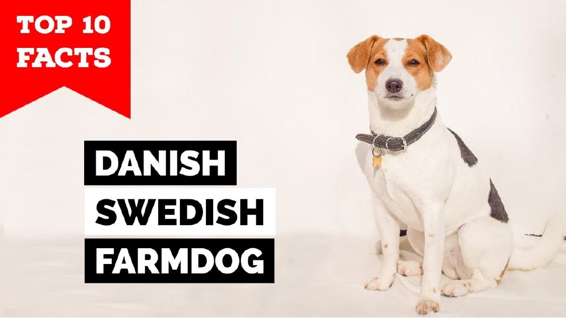 Exploring the Cuddly Nature of Danish-Swedish Farmdogs: Do They Enjoy ...