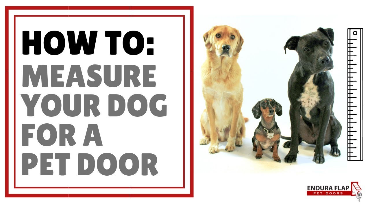 Choosing the Right Size Dog Door for Your Lab