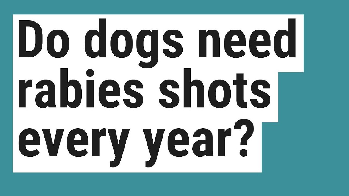 Are Annual Rabies Shots Necessary for Dogs?