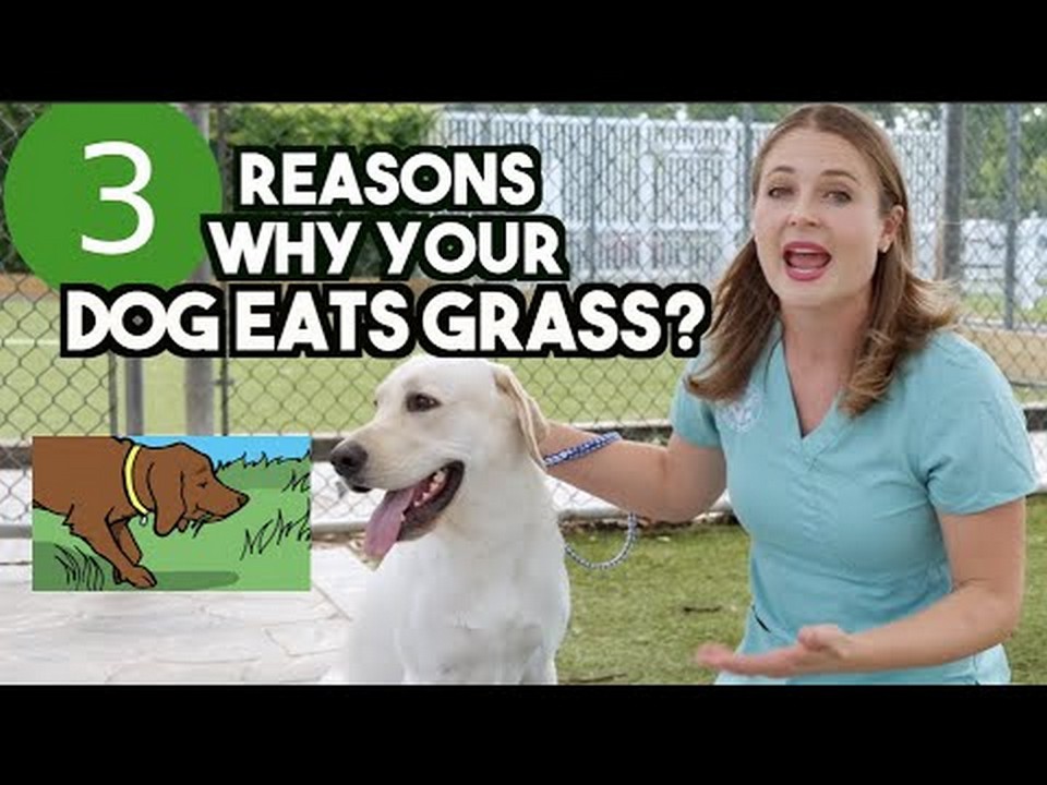 Understanding Your Dog's Plant-Eating Behavior: Exploring the Reasons ...