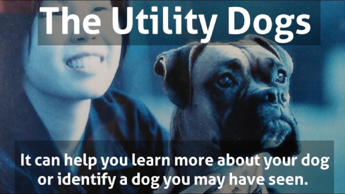 Understanding Utility Dog Breeds: What They Are and Why They Matter