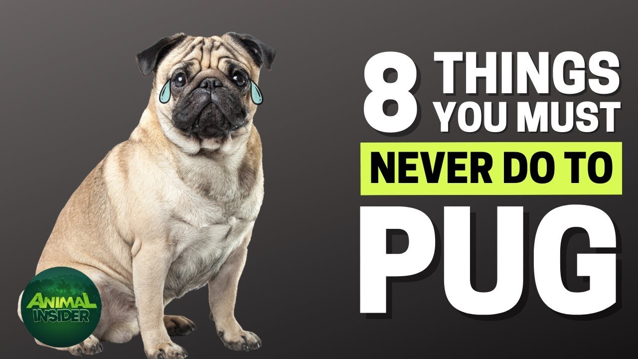 How much walking do pugs need?