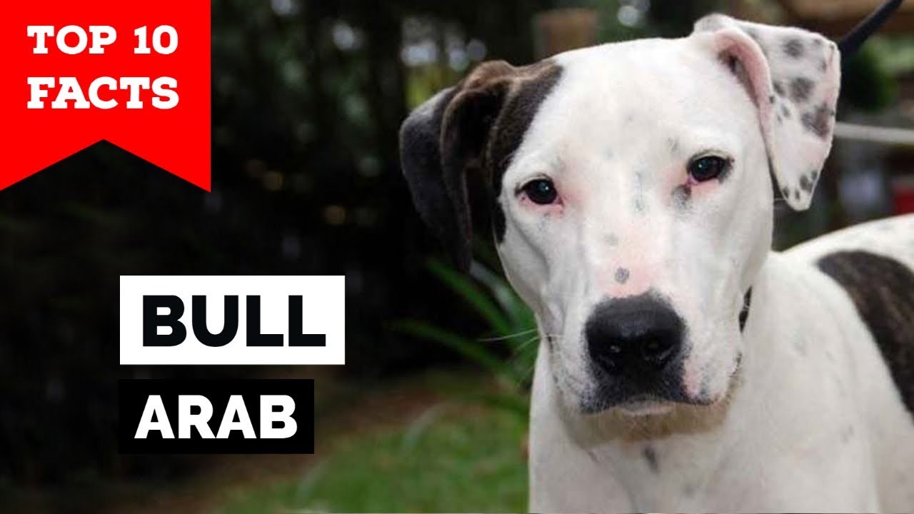 Descubrir los orígenes genéticos de la raza Bull Arab