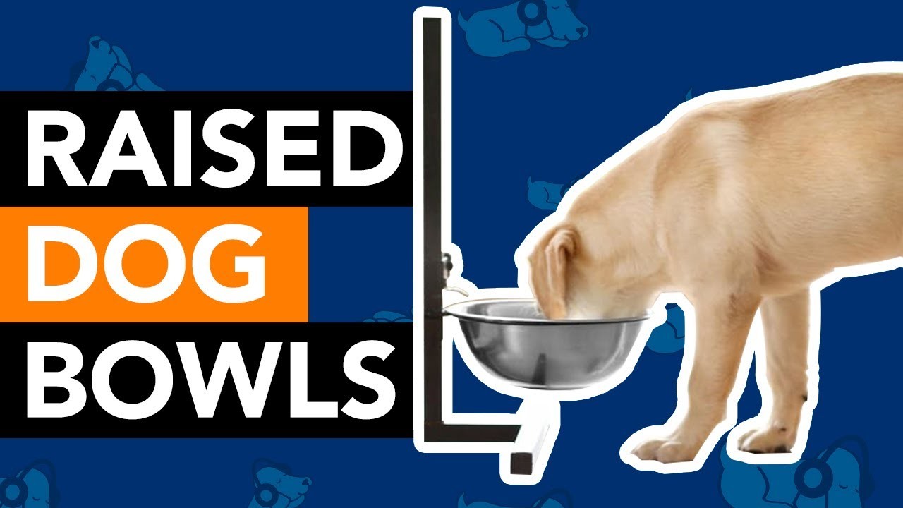 Are Maze Bowls a Healthy Choice for Dogs?