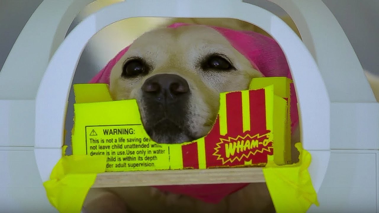 Understanding MRI Scans for Dogs: A Non-Invasive Diagnostic Tool