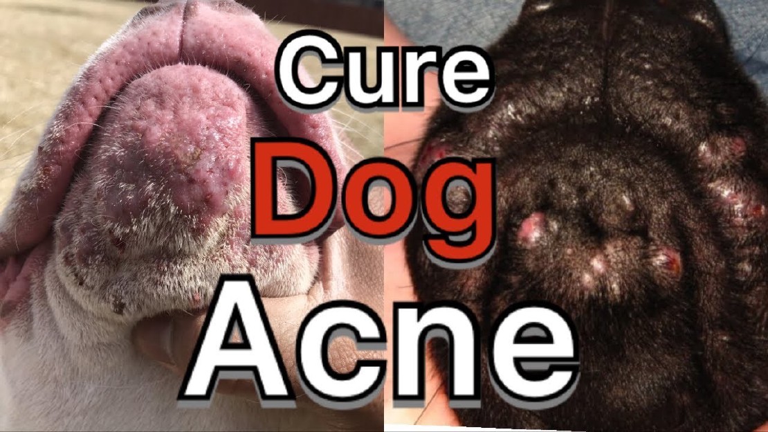 Effective ways to treat your dog's acne