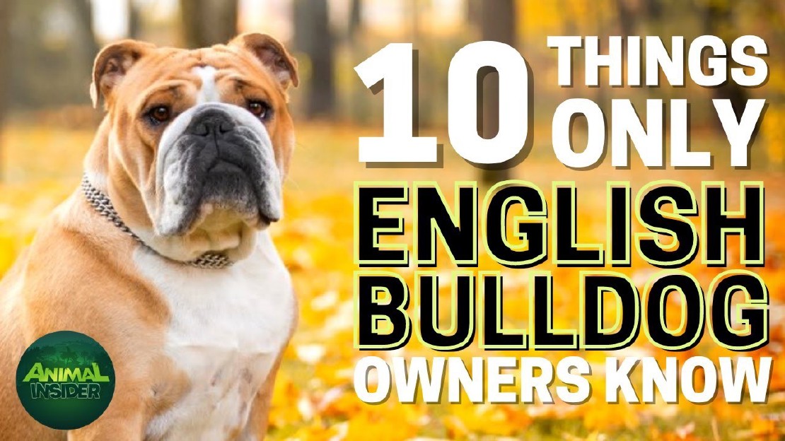 Are English Bulldogs Intelligent? Everything You Need to Know