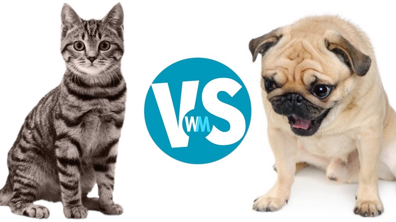 Care animal de companie este mai popular: câini sau pisici?