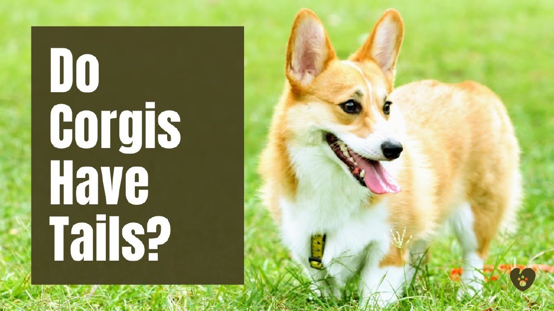 Les corgis de la Reine ont-ils une queue