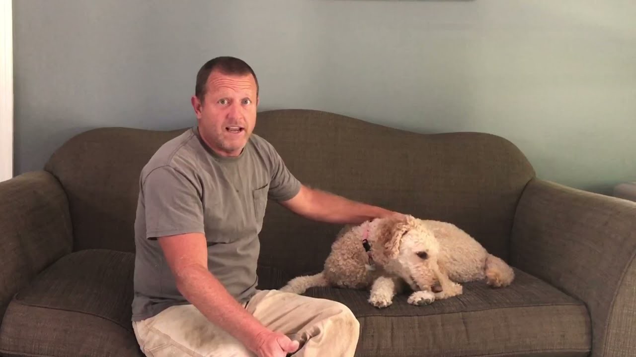 ¿Qué hacer si su perro lame un baño de cal y azufre?