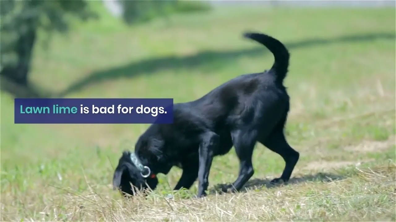 ¿Es segura la cal para los perros?