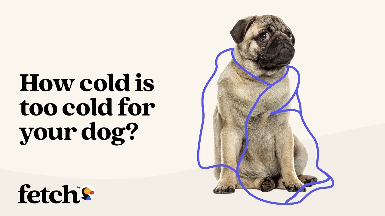 Do dogs feel cold?