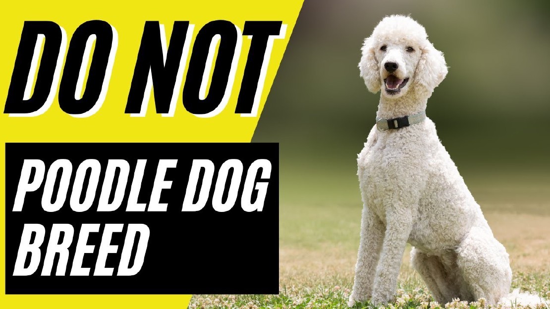 Exploring the Link Between Standard Poodles and Cancer: What Pet Owners ...