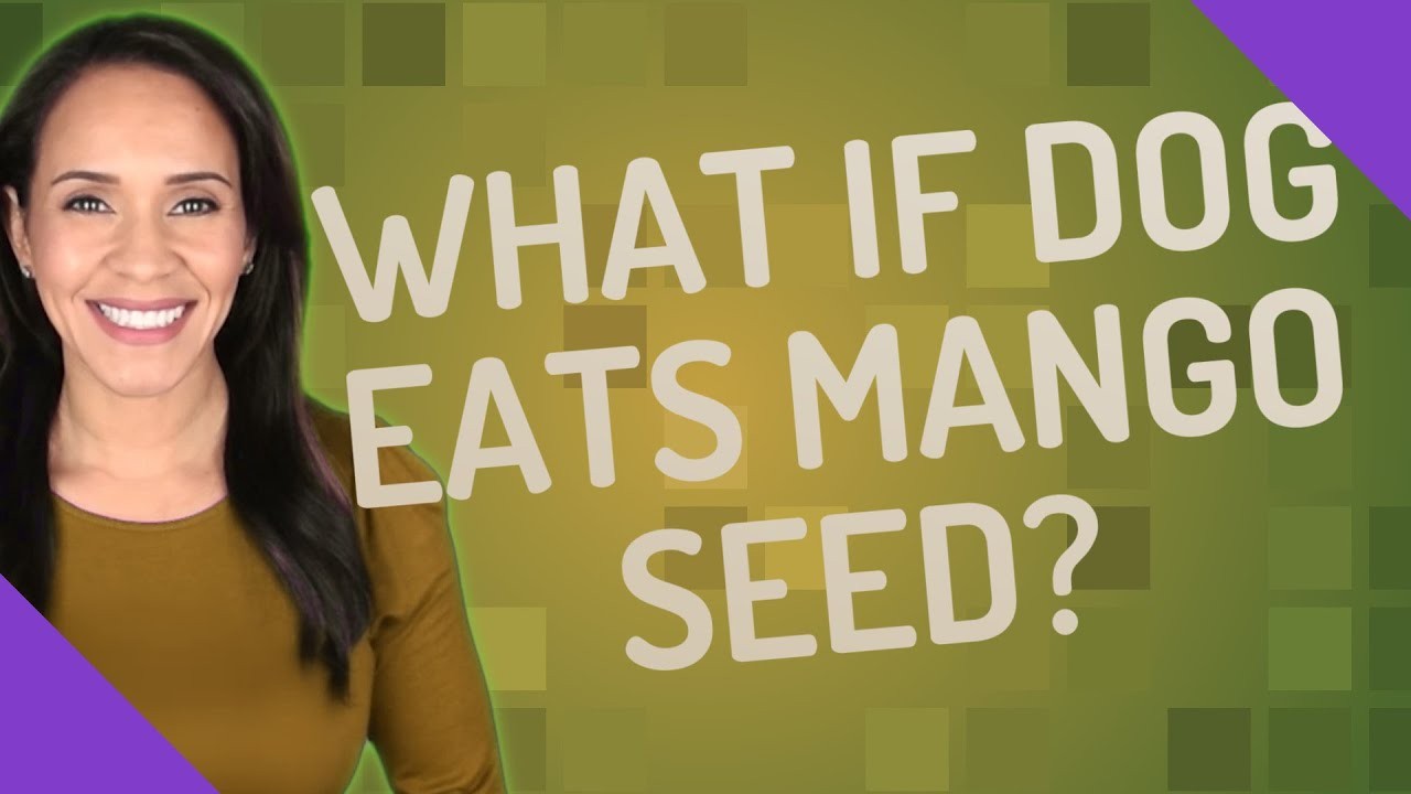 Can dogs eat mango seeds? Potential risks and concerns