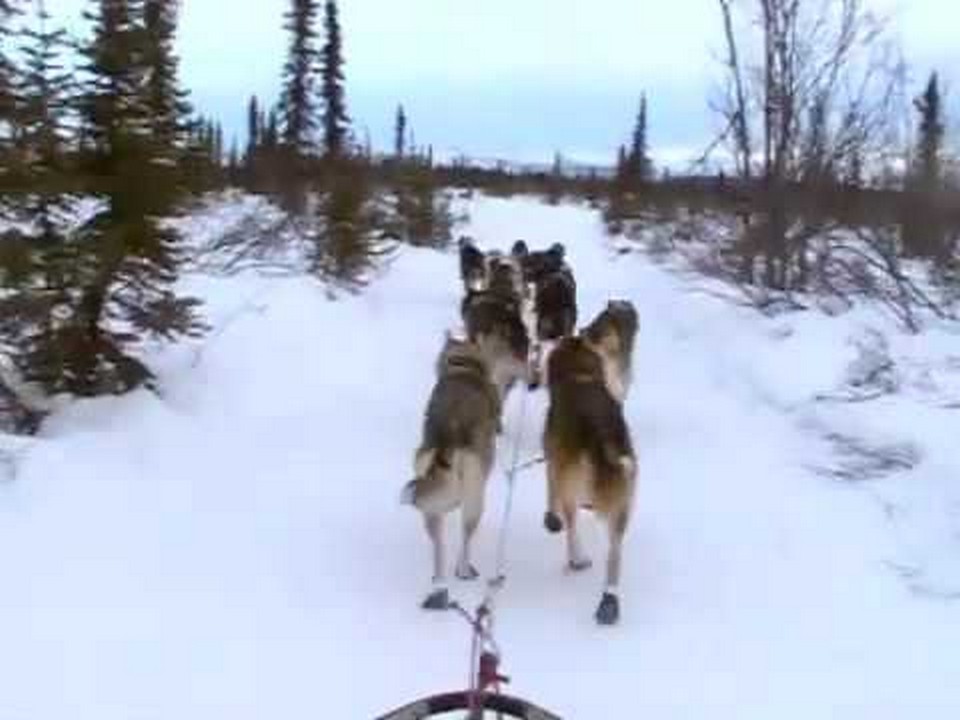 Benefits of Booties for Iditarod Dogs: Protection and Performance