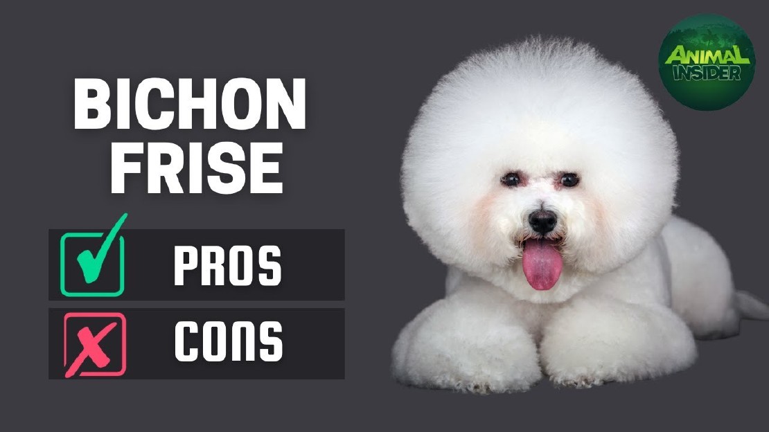Are Bichon Frise Good Pets? Discover Their Qualities and Temperament