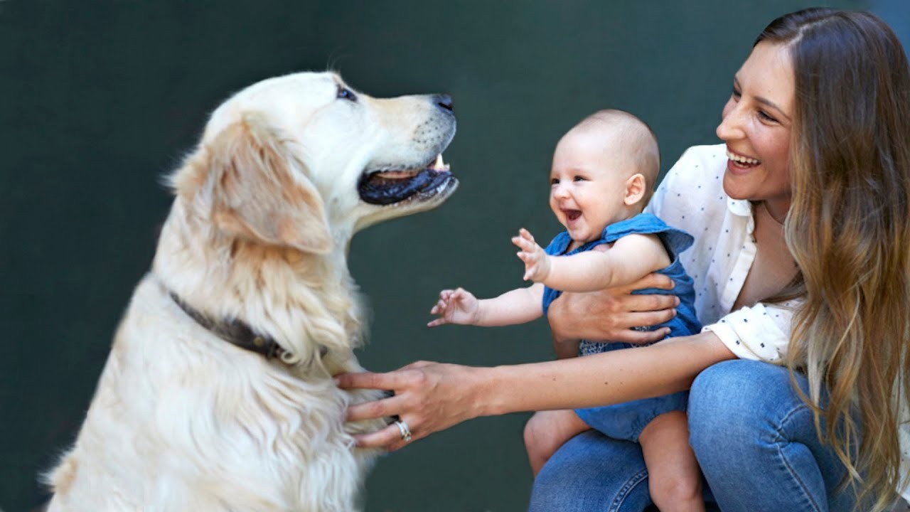 Las mejores razas de perros para los bebés