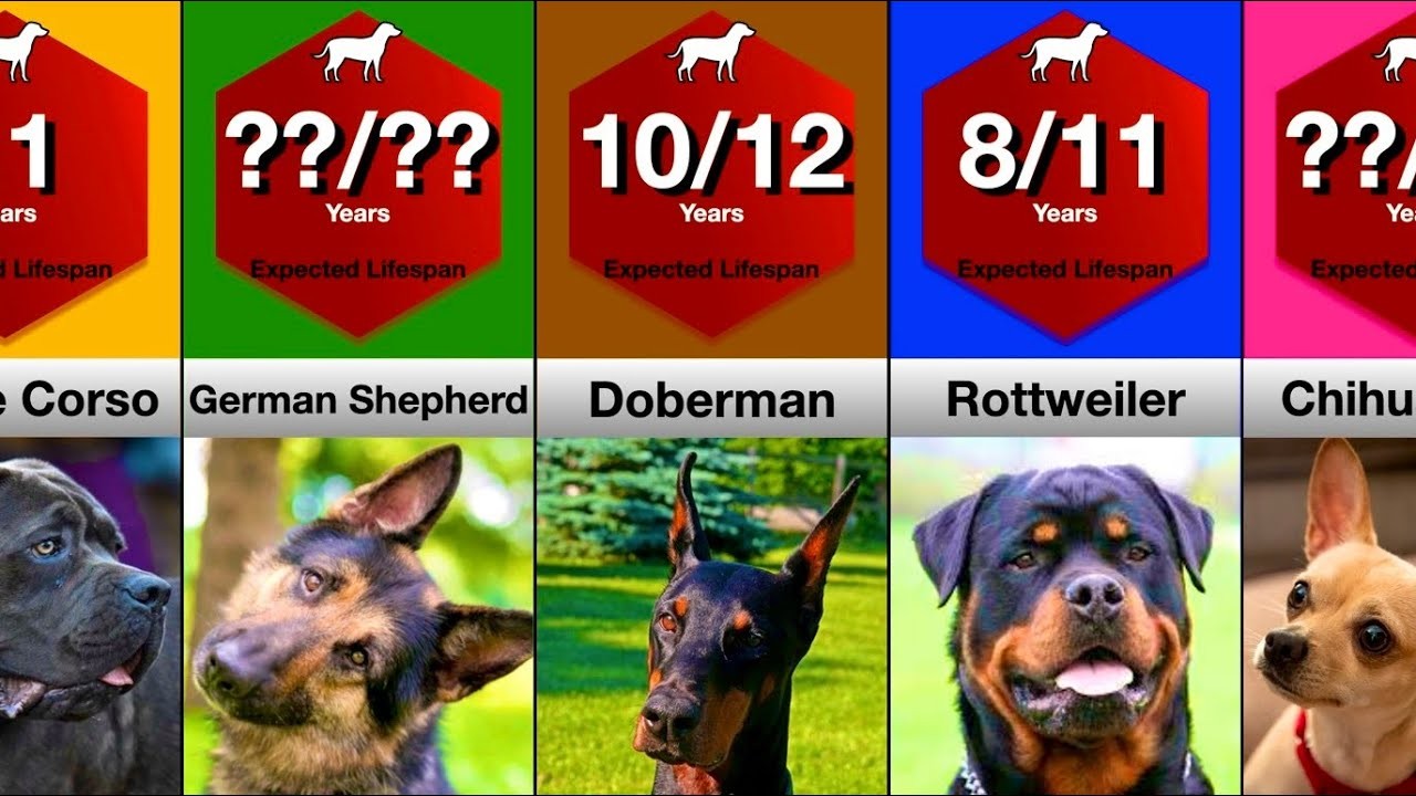 Can Dogs Live to Be 100 Years Old?