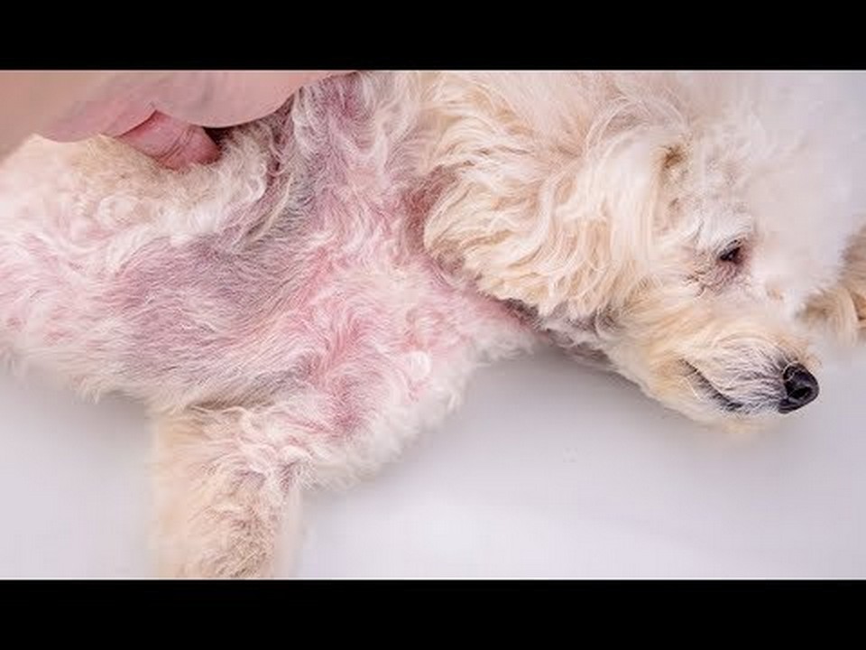 5 remedios naturales para tratar la candidiasis de un perro