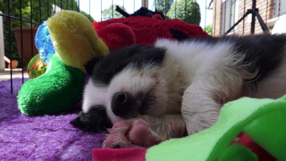 Is Dog Registration Required in Queensland?