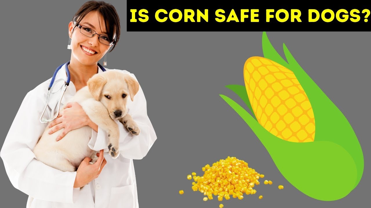 Can Dogs Eat Corn? All You Need to Know About Feeding Corn to Dogs