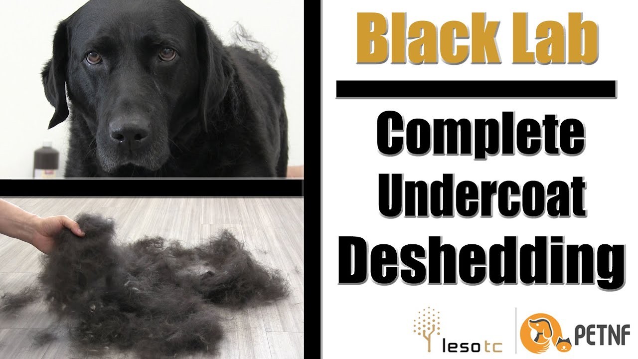 Tips for Making Your Labrador's Coat Shiny