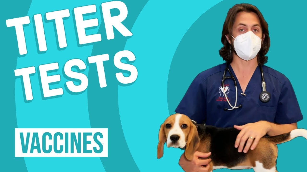 What is the cost of a titer test for dogs?
