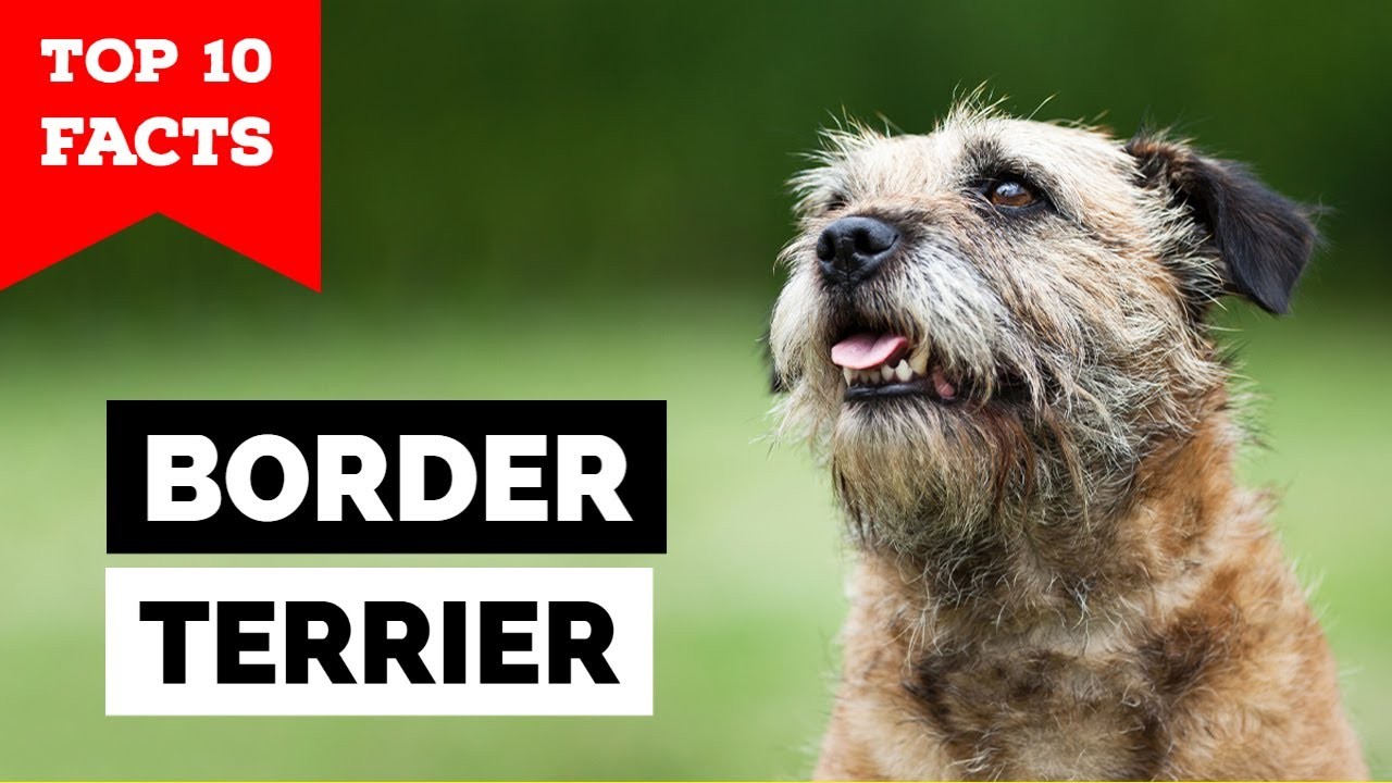Are Border Terriers Intelligent? Exploring the Intelligence of Border ...