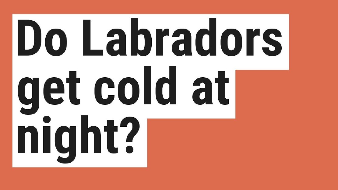 ¿Sienten el frío los labradores? Comprender la tolerancia del Labrador ...