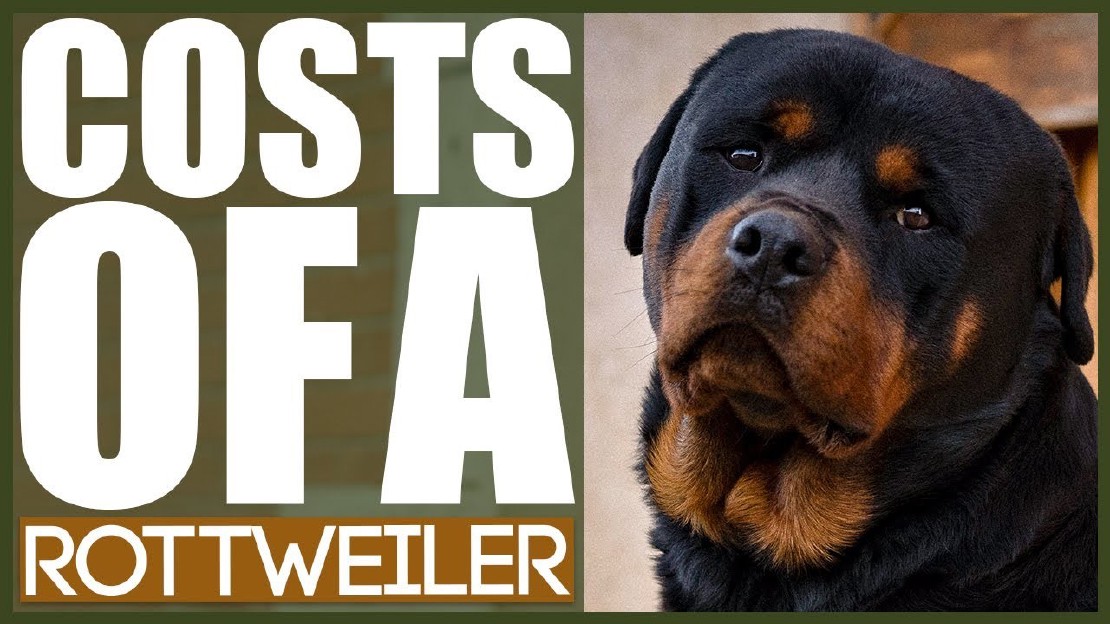 How much do rottweiler puppies cost?