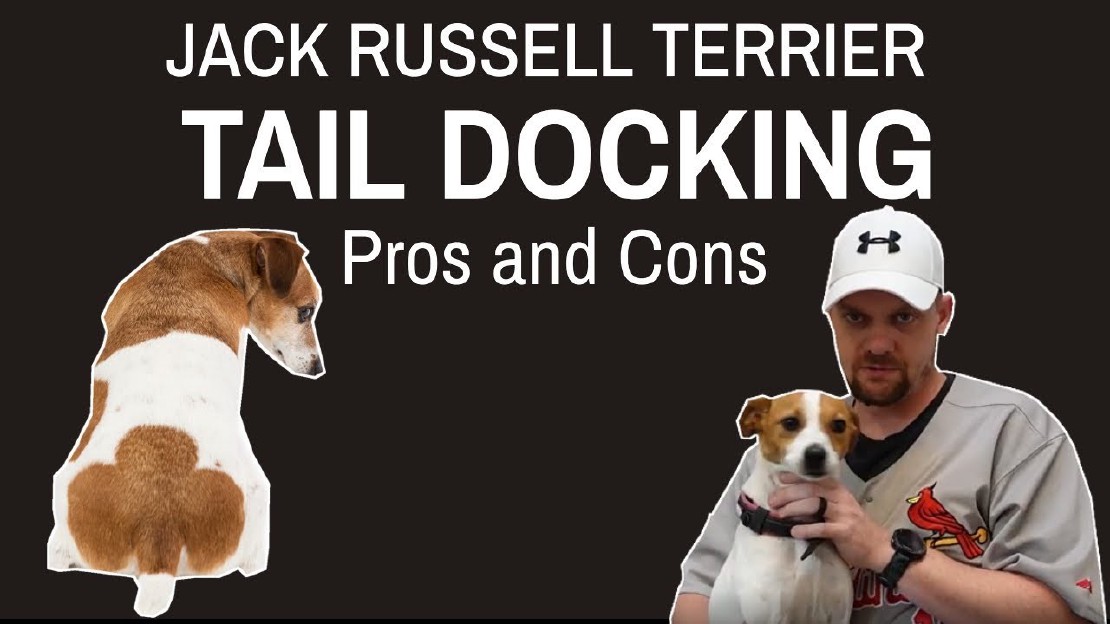 Les jack russell terriers naissent-ils avec la queue coupée