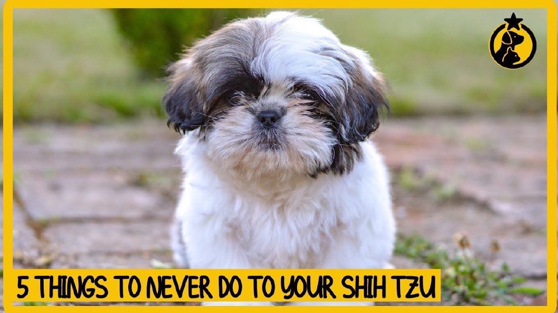¿Son los shih tzus mascotas que requieren mucho mantenimiento? Su ...