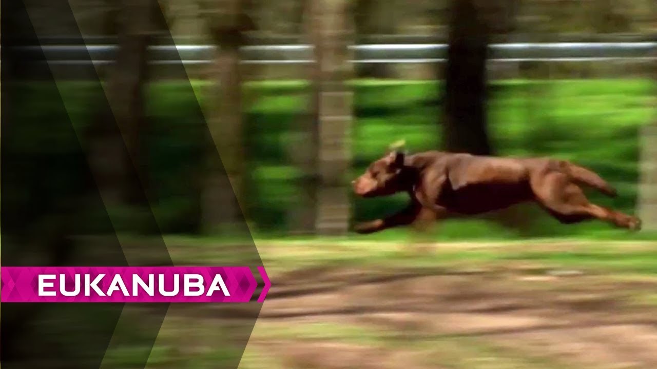 ¿Qué significa un corral para perros?