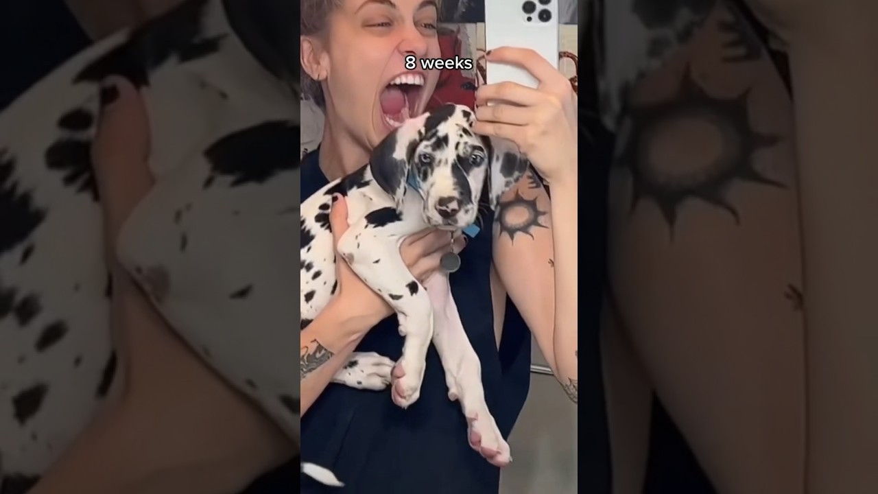 Precios del cachorro de gran danés azul: Lo que debe saber