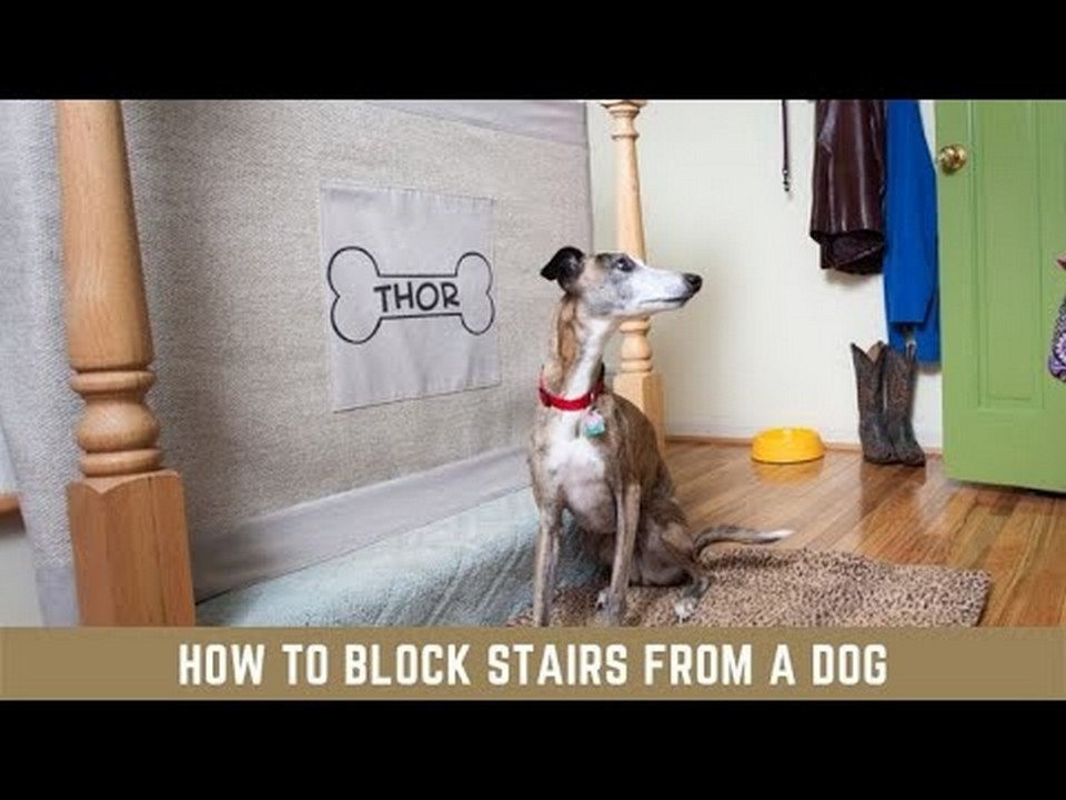 Ways to Safely Block Dogs from Stairs