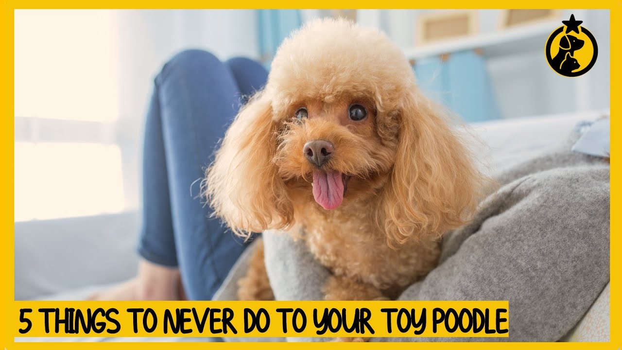 When Do Poodle Puppies Calm Down? Exploring the Calming Process of ...
