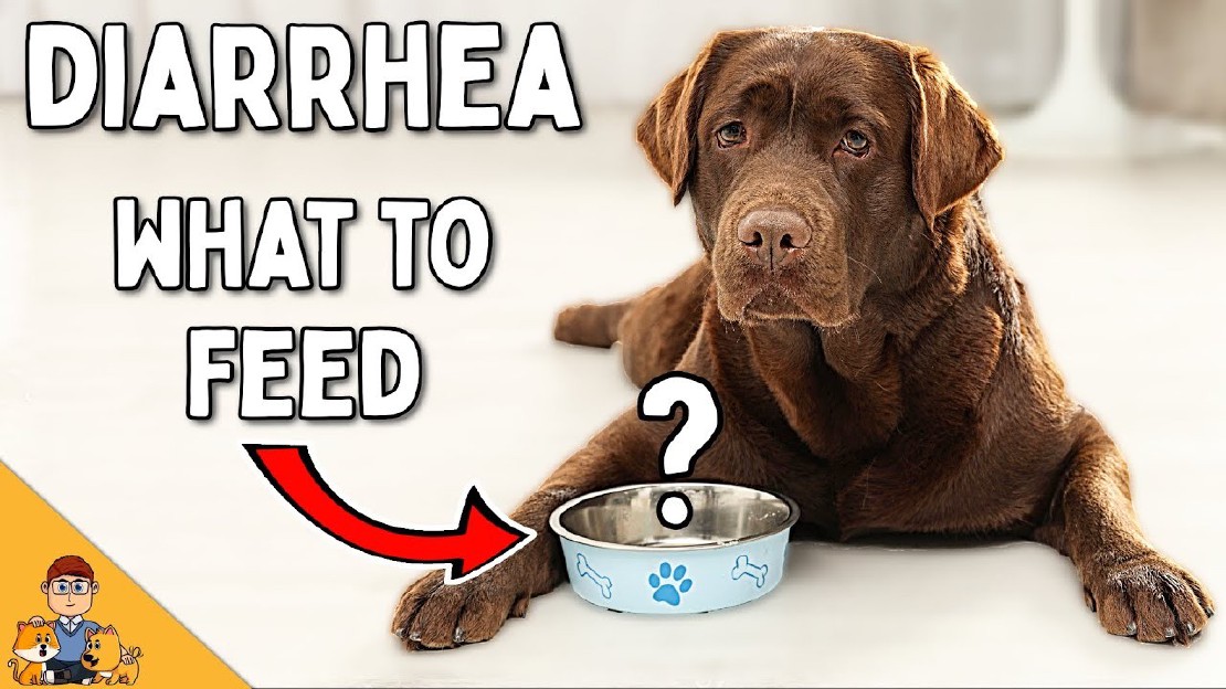 Should You Starve a Dog with Diarrhea? Debunking the Myths